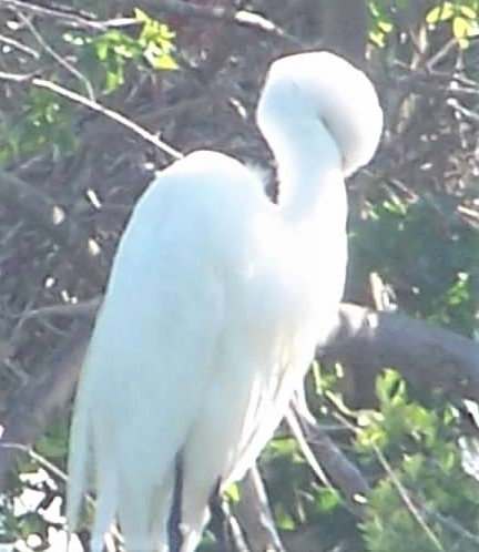 White Talking Bird