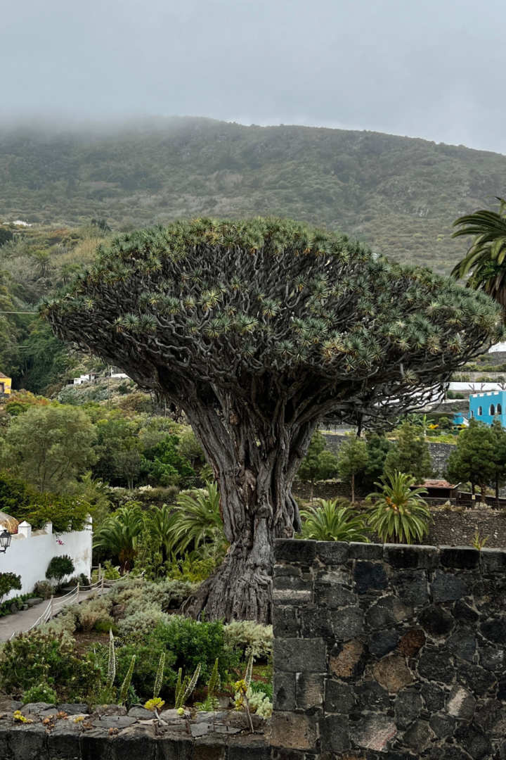 Tenerife, the largest of the Canary Islands | Always Want To Go